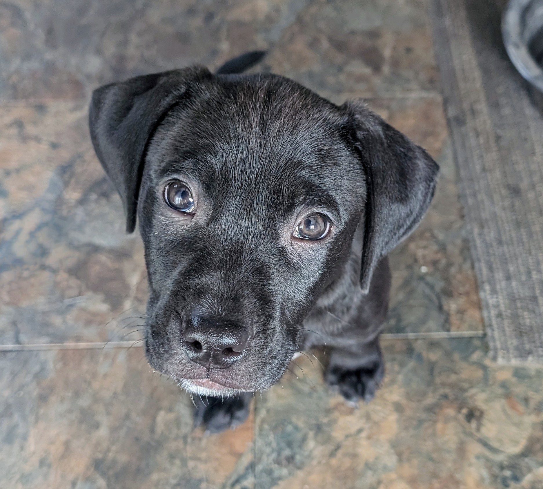 Adoptable Dogs – Forever Fido Puppy Rescue