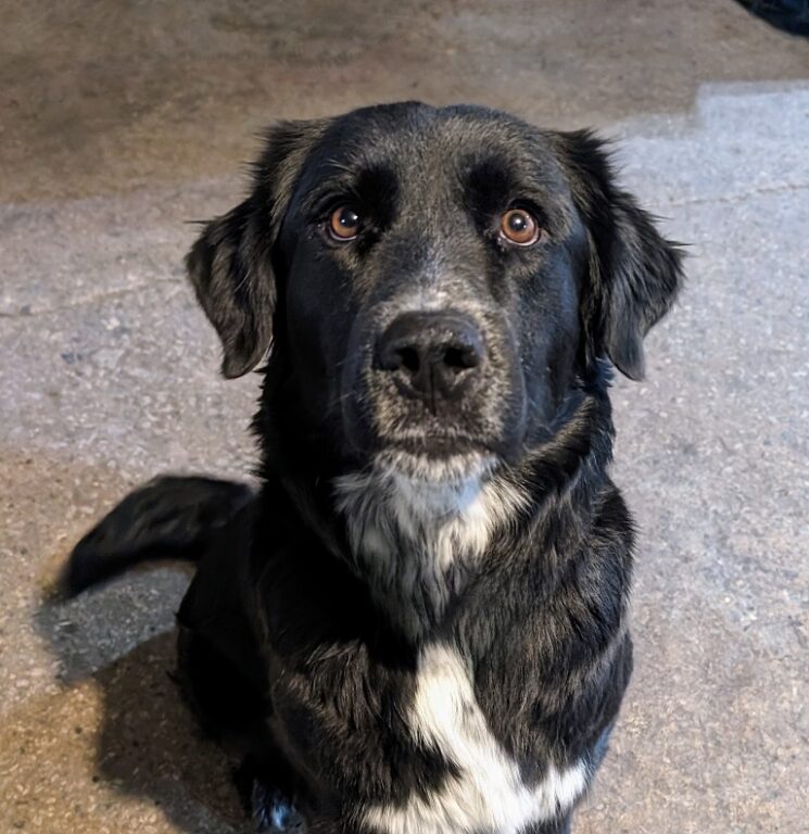 Adoptable Dogs – Forever Fido Puppy Rescue
